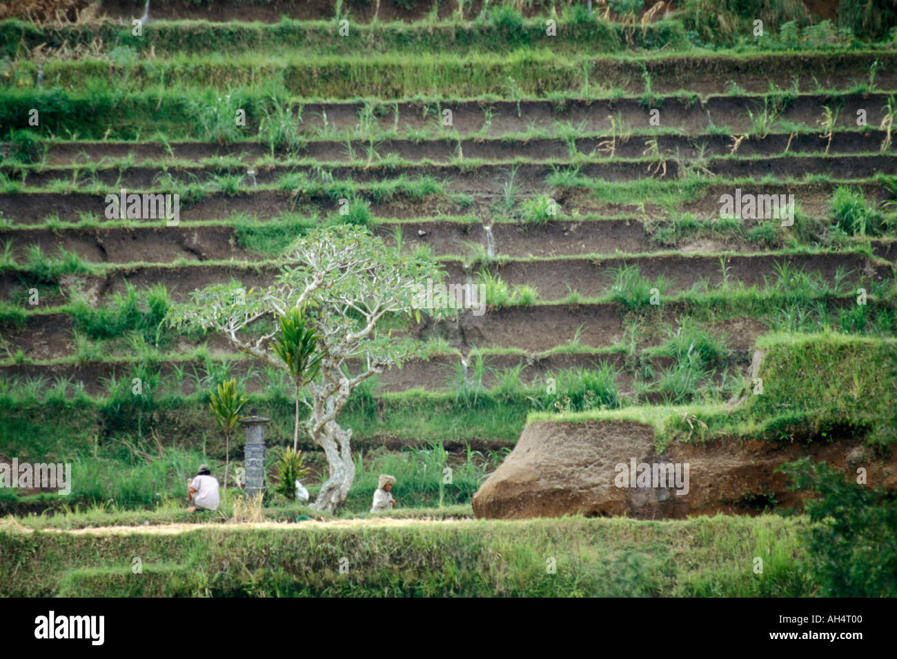 Bali Resting On A Tiered Rice Paddy Indonesia Stock Photo - Alamy