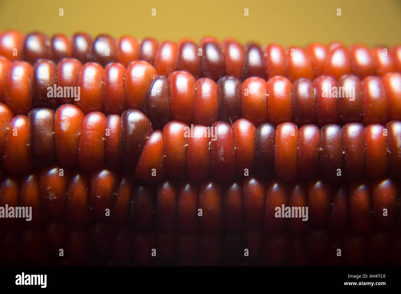 Maize or Indian Corn Stock Photo - Alamy