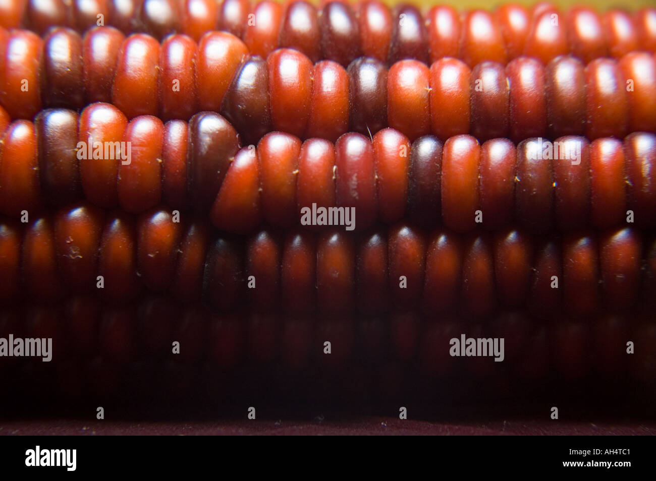 Maize or Indian Corn Stock Photo - Alamy