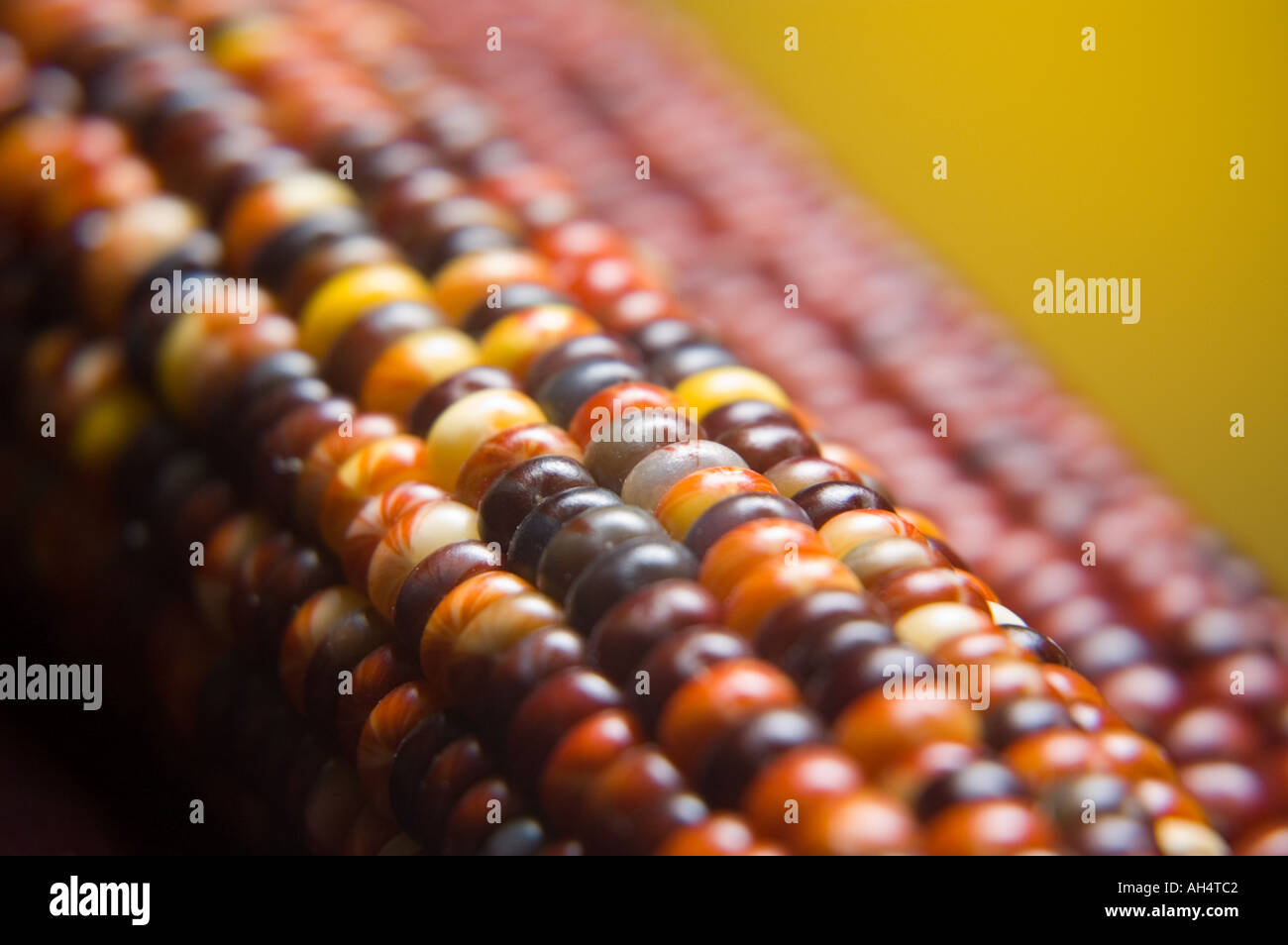 Maize or Indian Corn Stock Photo - Alamy