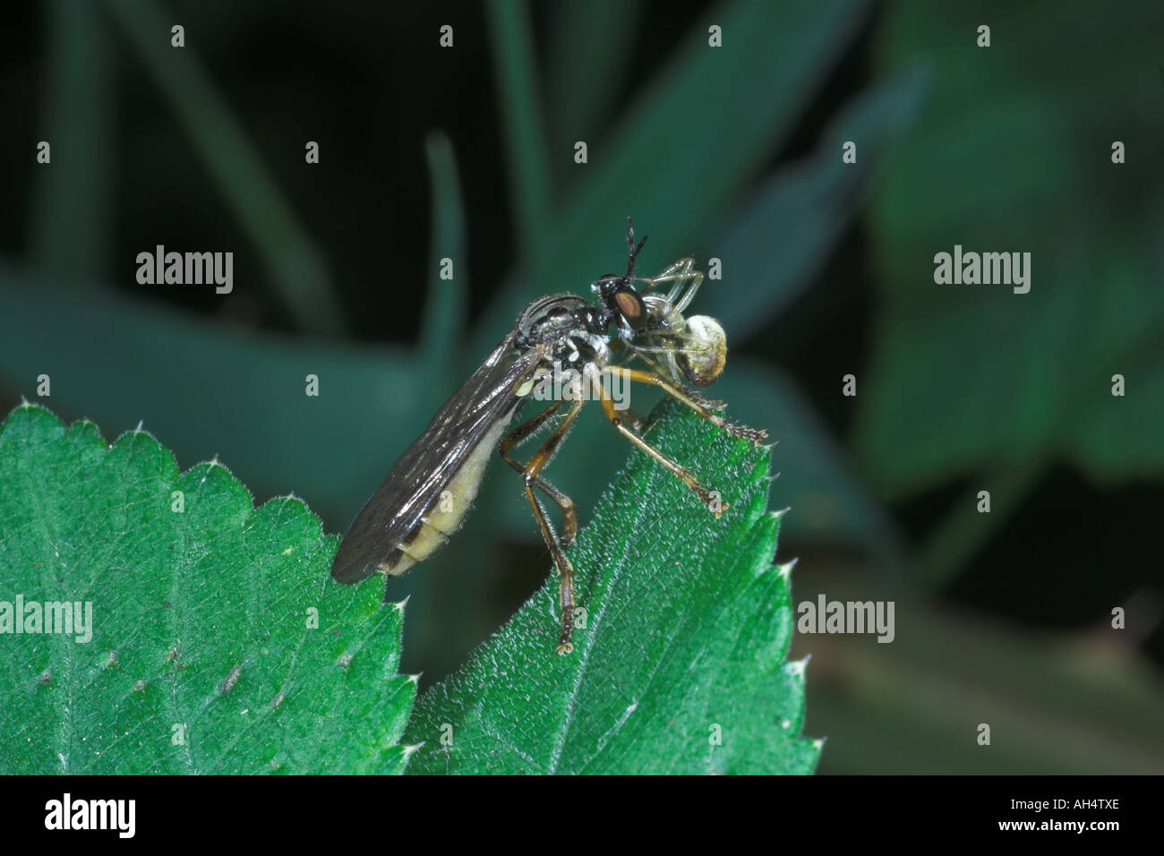 Predatory fly with prey. England Stock Photo - Alamy
