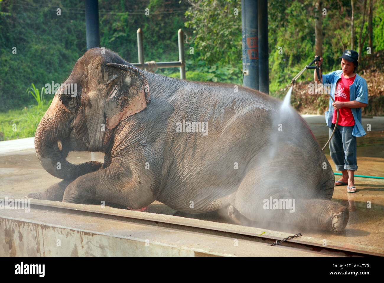 Elephant shower in the hospital at the Thai Elephant Conservation ...
