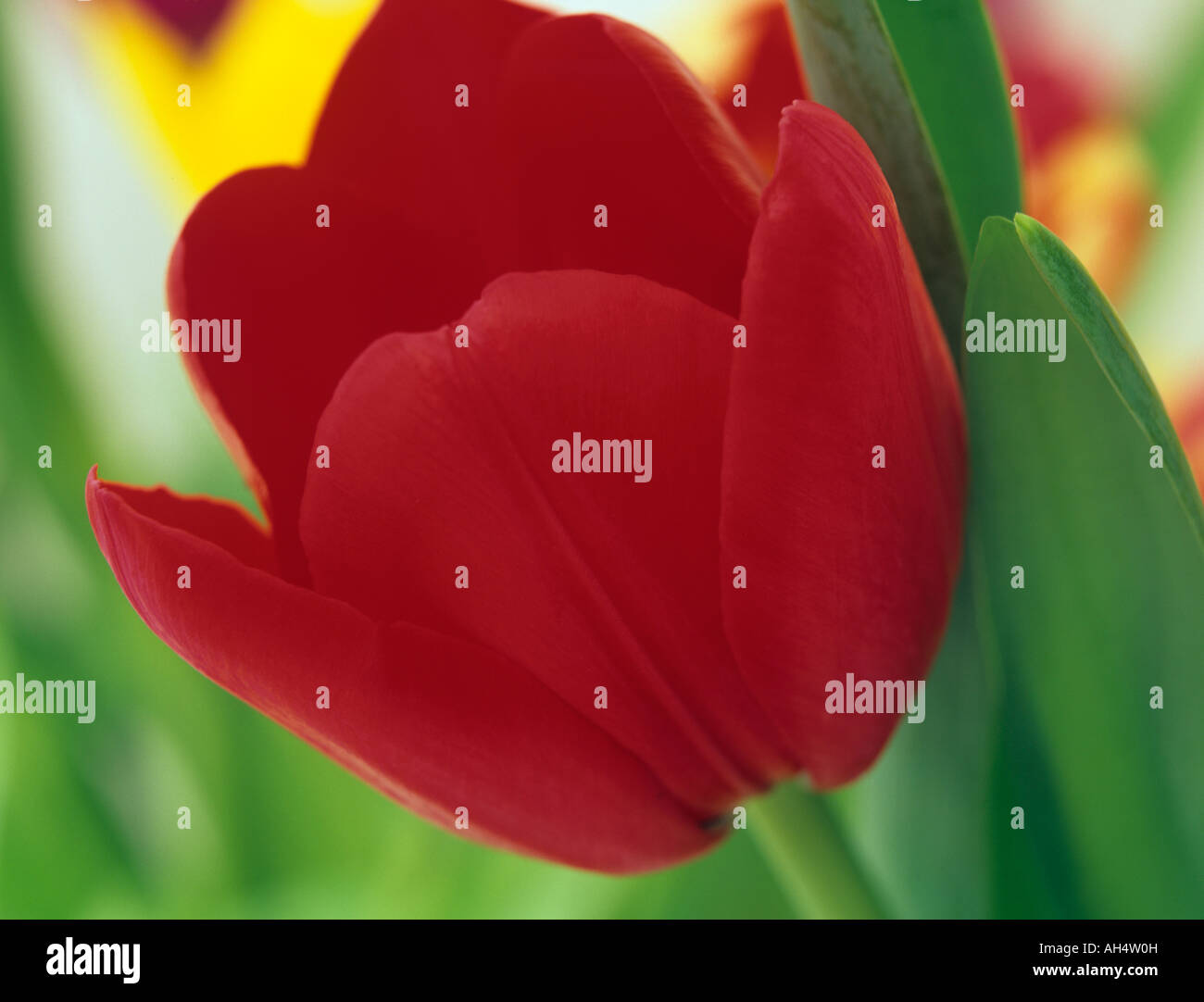 Contrasting colors of deep red hi-res stock photography and images - Alamy