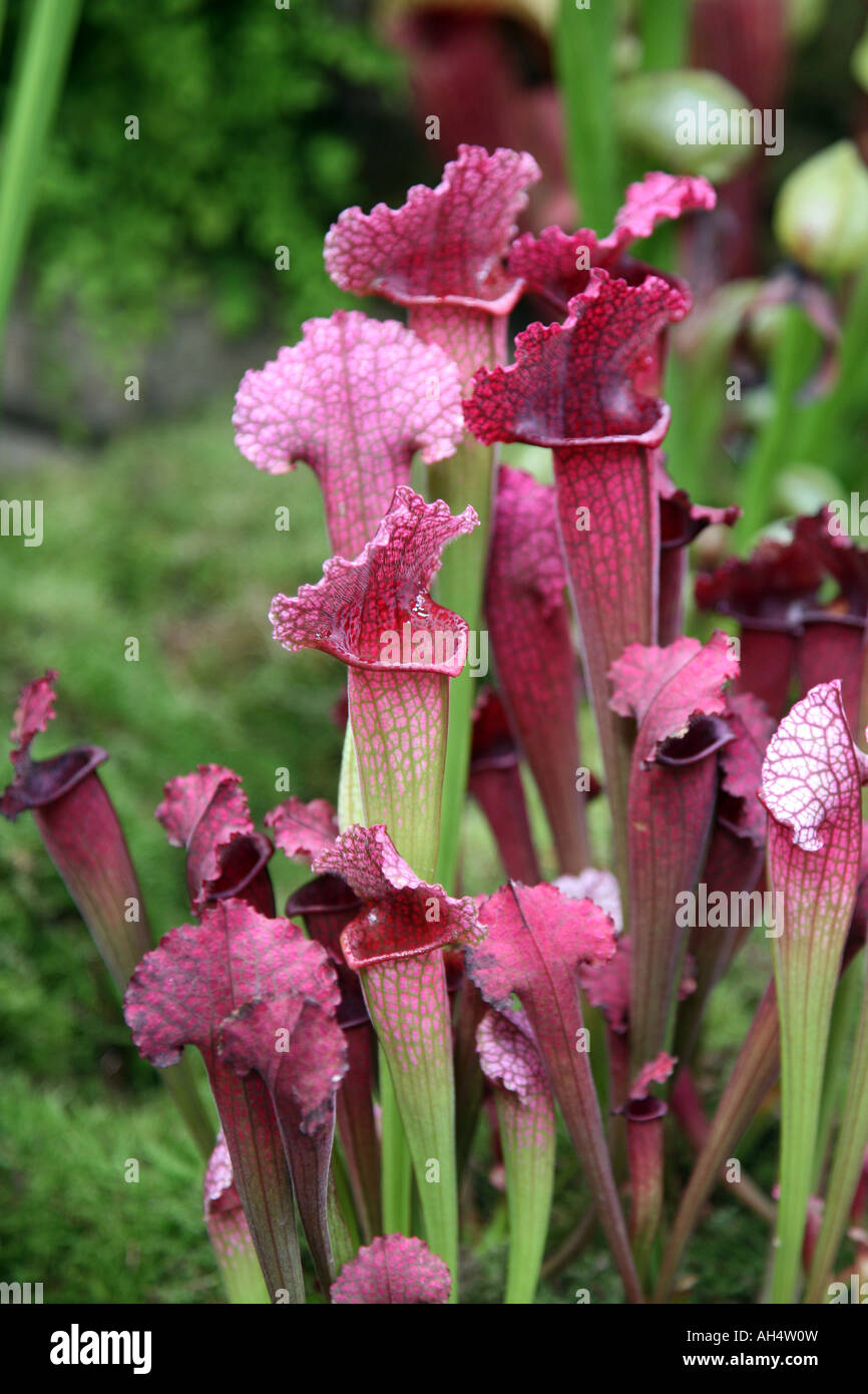 Image of a fly catcher pitcher plant taken at the Malvern Autumn Show ...