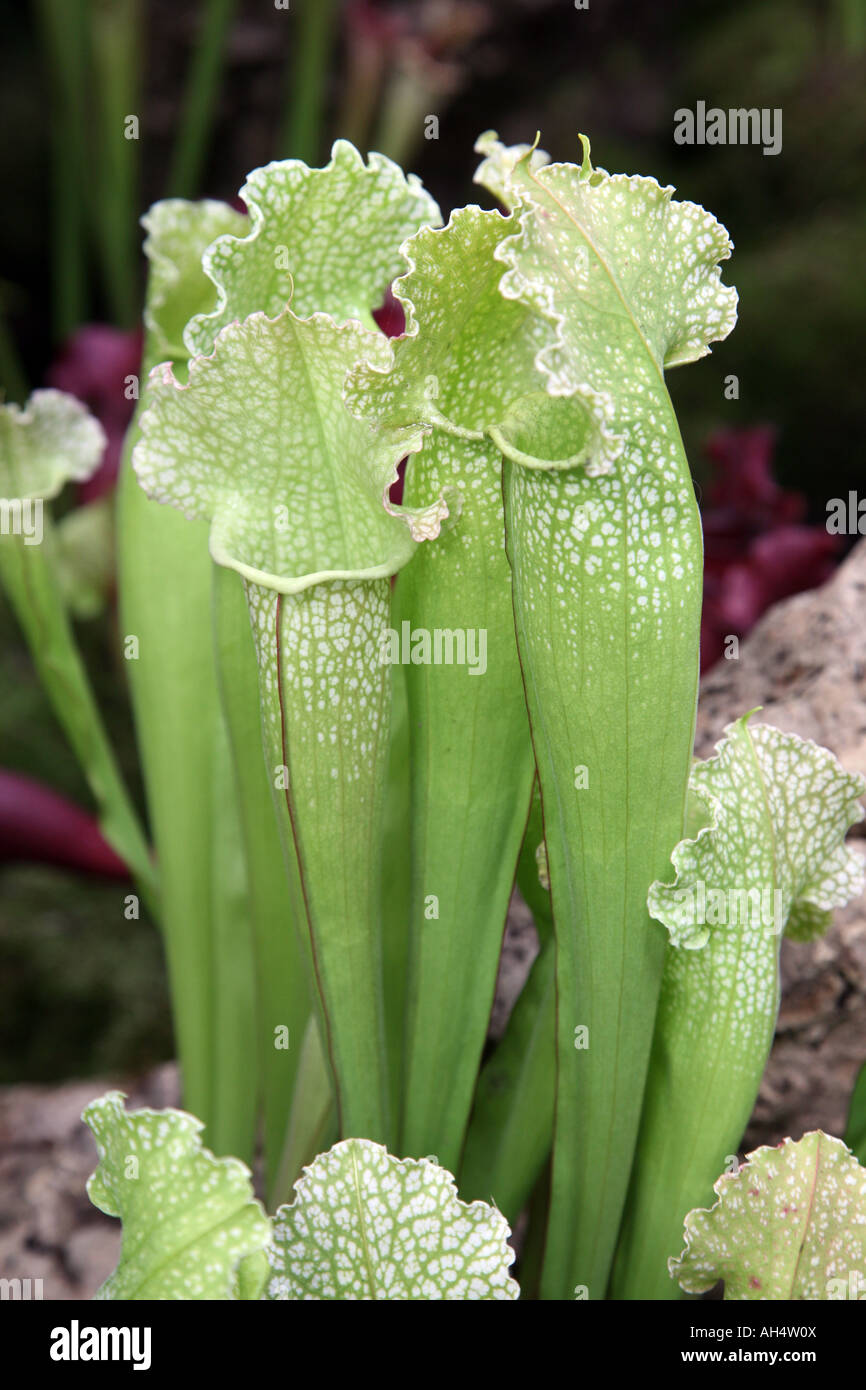 Image of a fly catcher pitcher plant taken at the Malvern Autumn Show ...