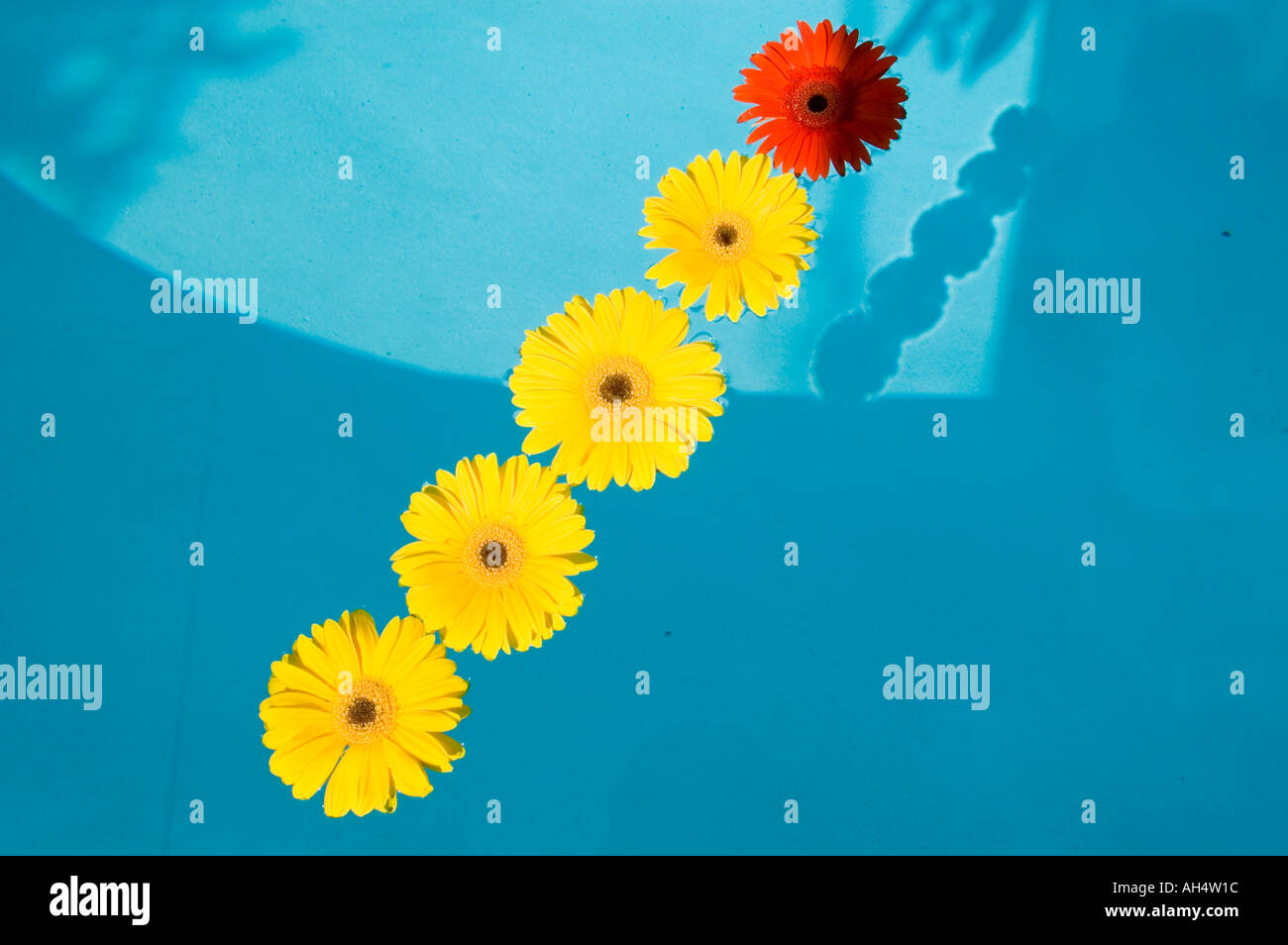 Flower blooms floating on water Stock Photo - Alamy