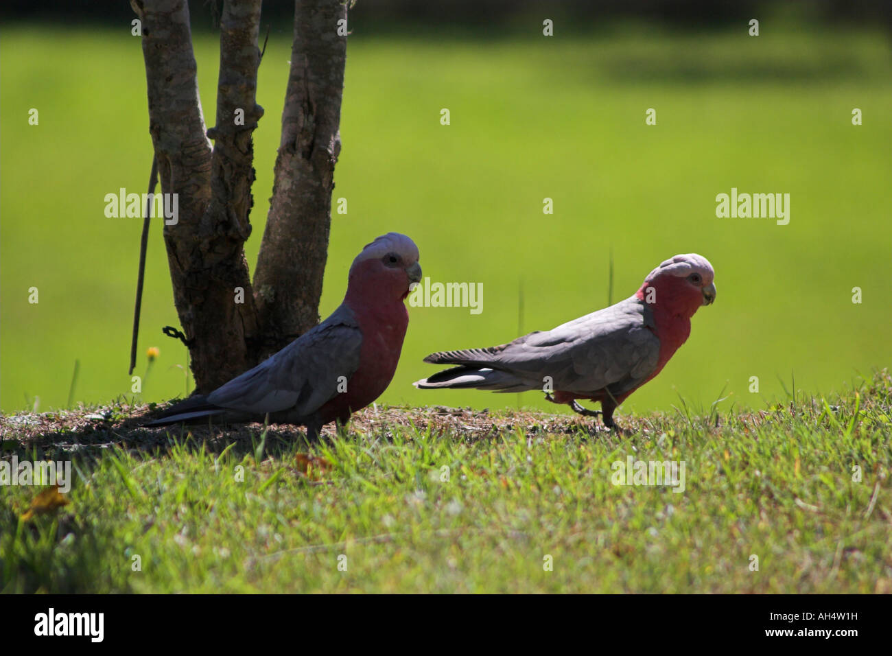 Galahs in flight hi-res stock photography and images - Alamy