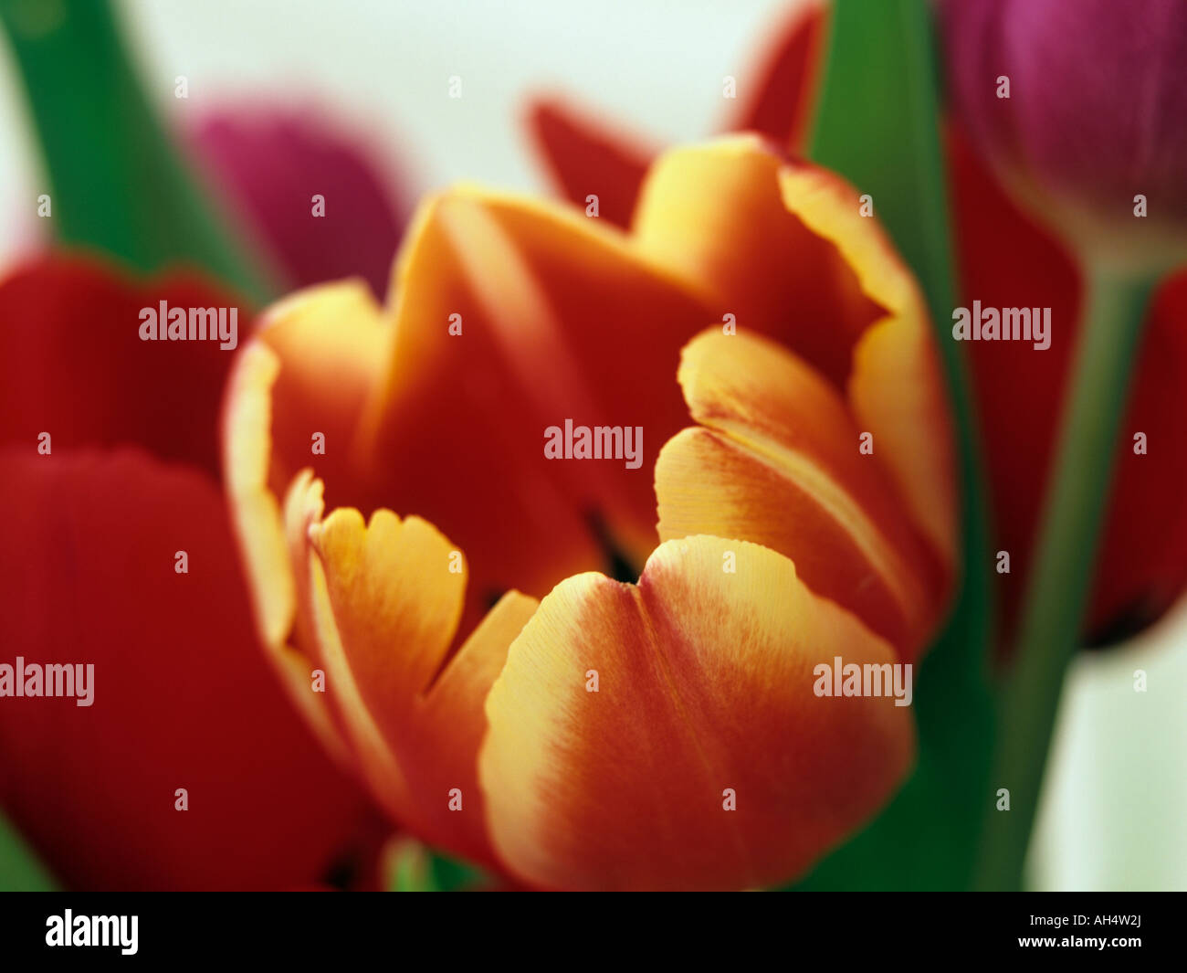 Contrasting colors of deep red hi-res stock photography and images - Alamy