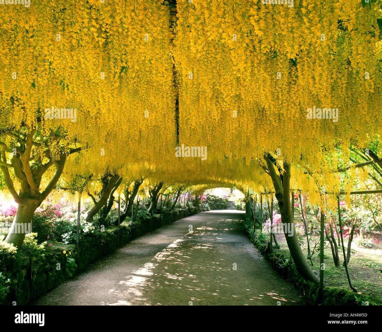 GB - WALES: The famous Laburnum Arch at Bodnant Gardens Stock Photo - Alamy