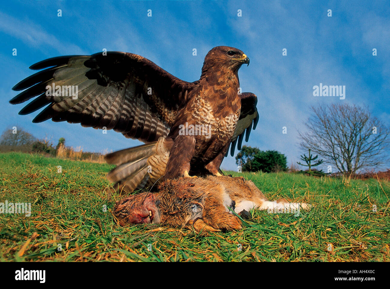 Common Buzzard buteo buteo spreading its wings to defend its prey a ...