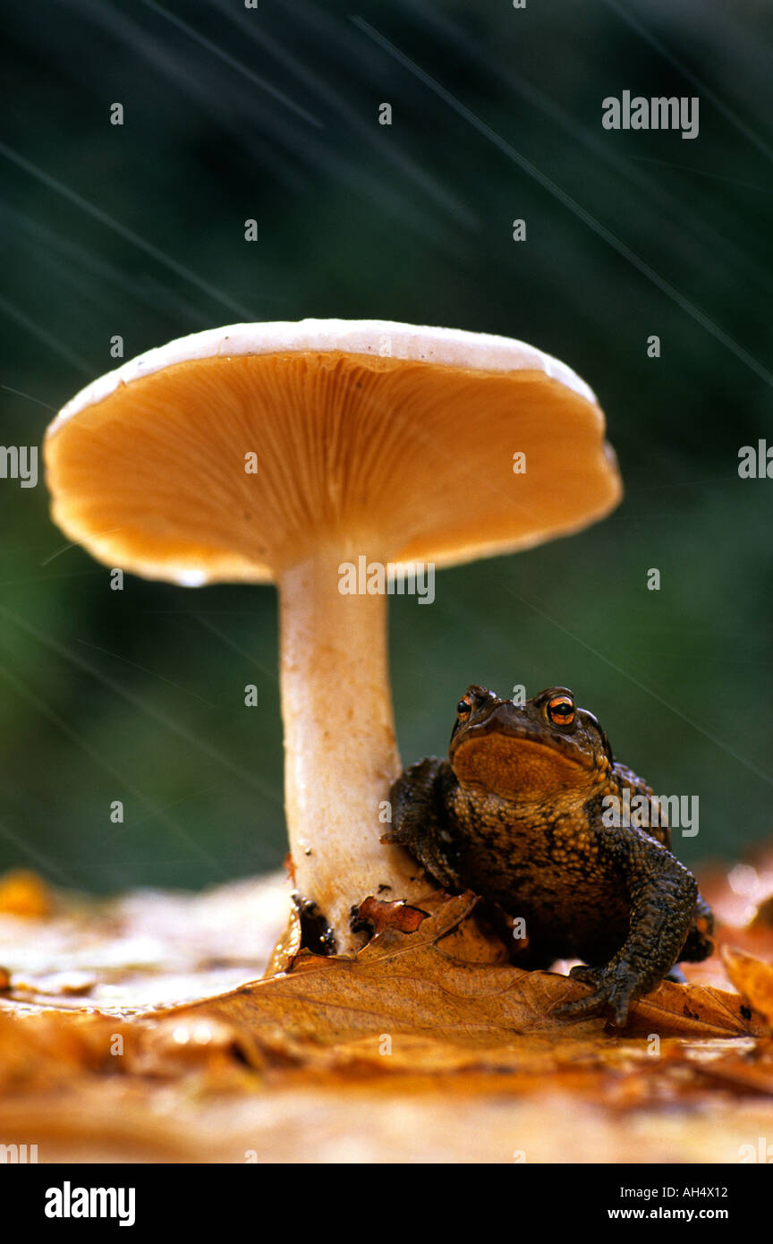 Common toad bufo bufo sheltering under toadstool in rain in autumn ...