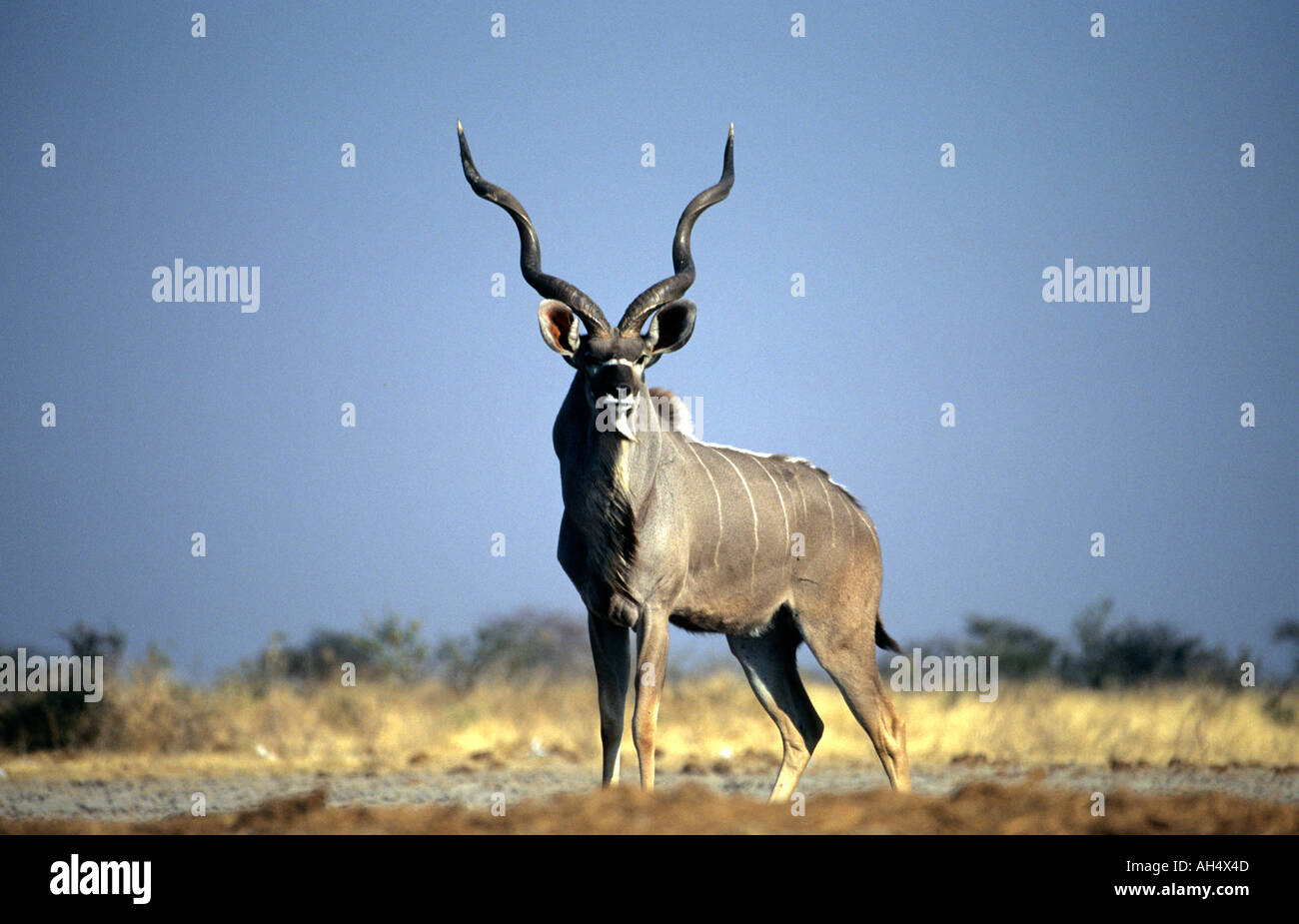 Kudu Etosha National Park Namibia Stock Photo - Alamy