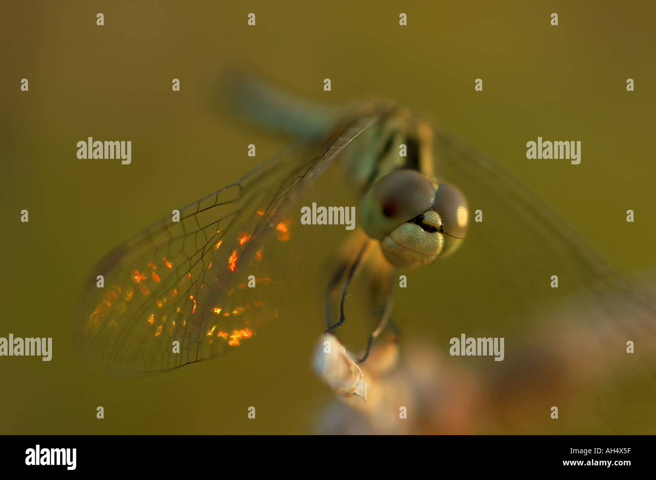 Dragonfly front and side view hi-res stock photography and images - Alamy