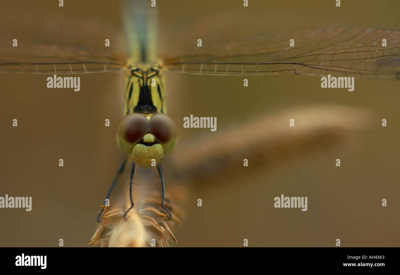 Dragonfly front and side view hi-res stock photography and images - Alamy