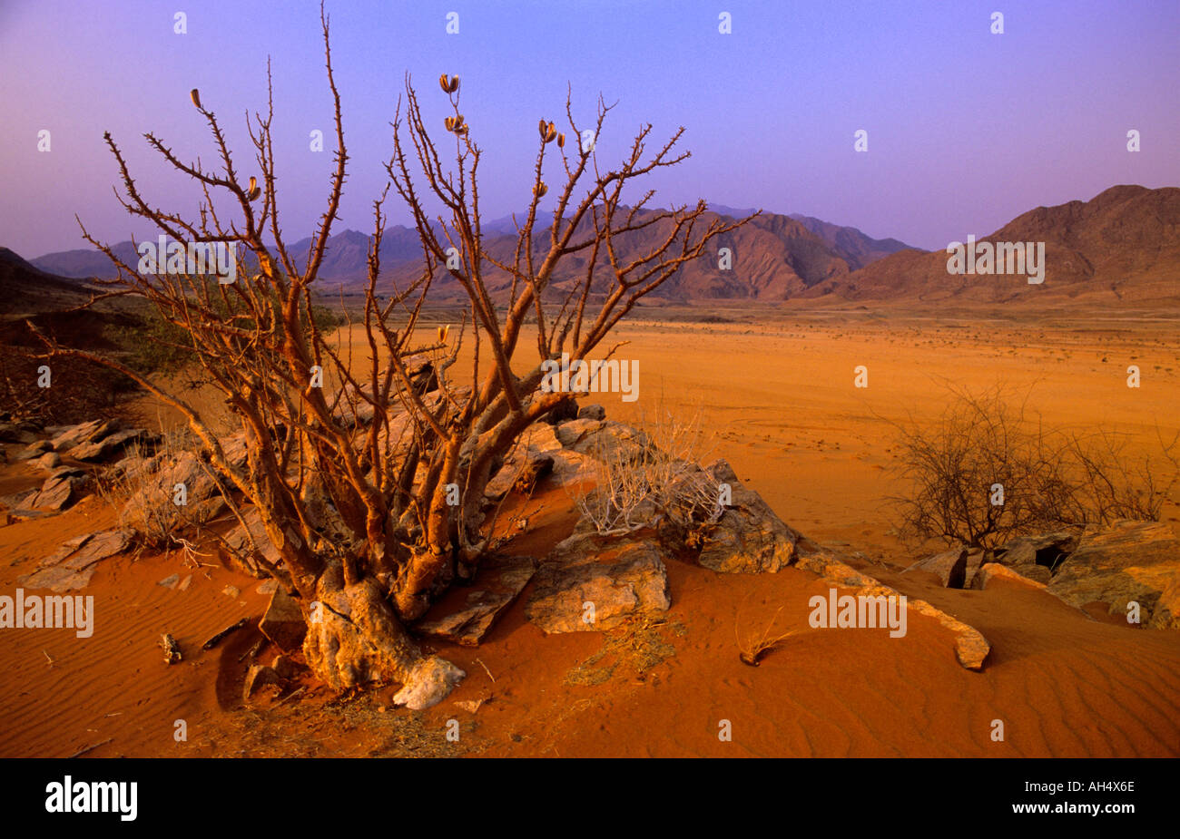 Endemic plant Sesamothamnus Marienfluss Kunene region Kaokoveld north ...