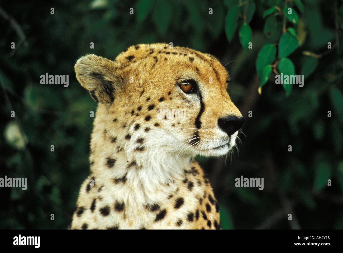 Portrait of a cheetah Stock Photo - Alamy