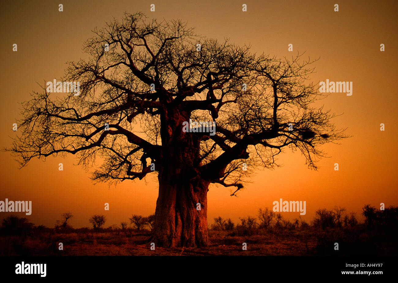 Holboom namibia hi-res stock photography and images - Alamy