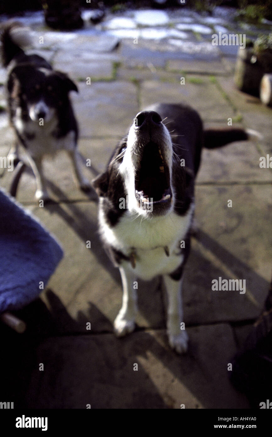 Dog barking and hi-res stock photography and images - Alamy
