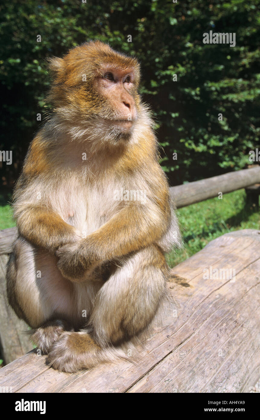 Barbary ape - sitting / Macaca sylvanus Stock Photo - Alamy