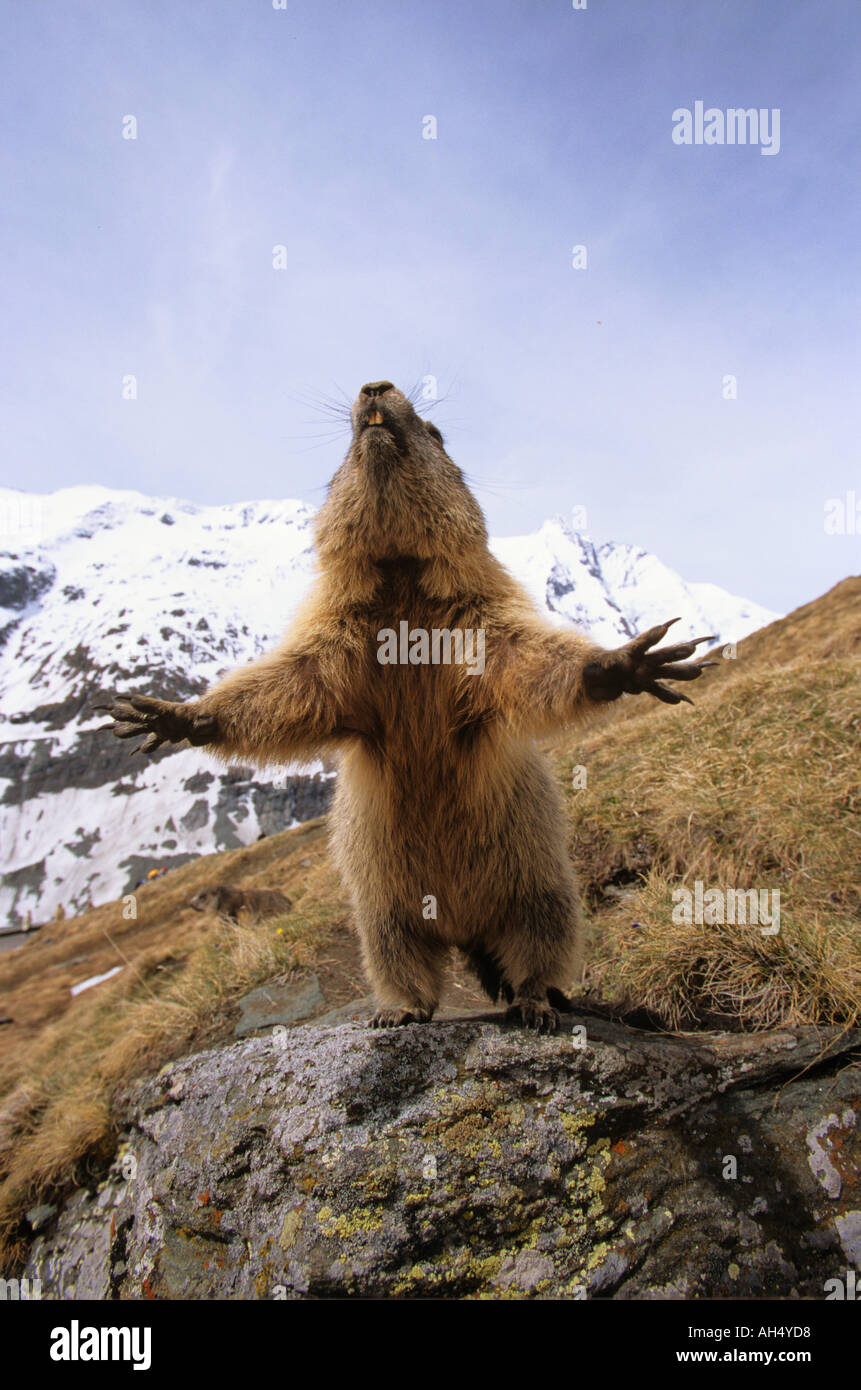 Alpine Marmot standing on hind legs / Marmota marmota Stock Photo - Alamy