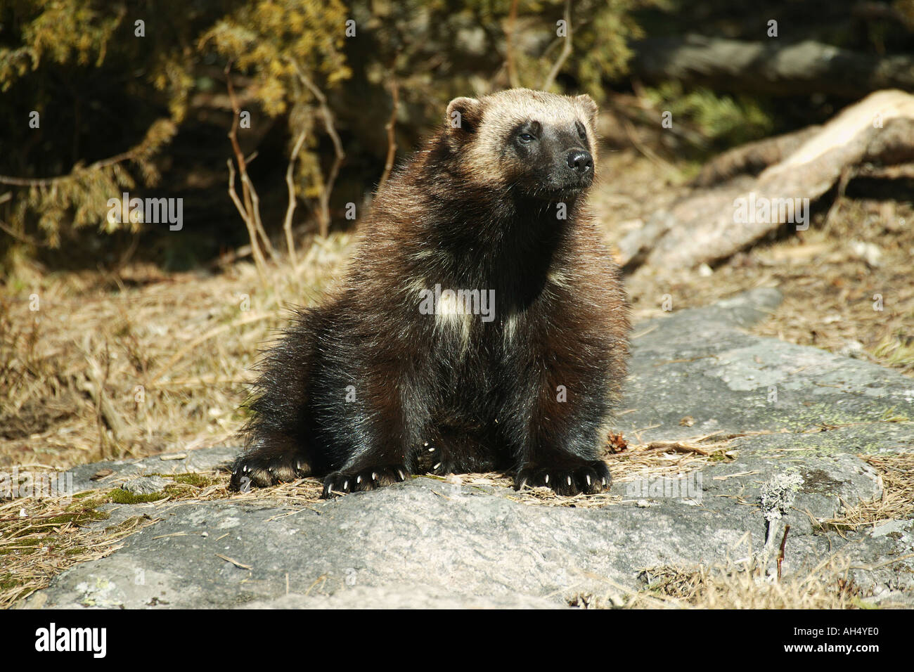 wolverine - sitting frontal / Gulo gulo Stock Photo - Alamy