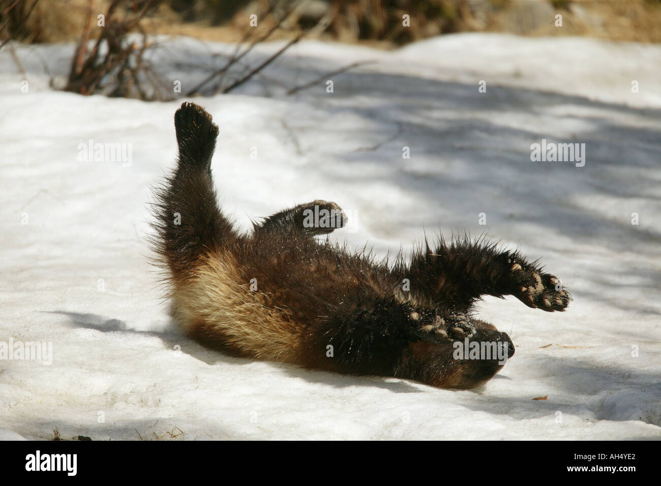 Wolverine in snow hi-res stock photography and images - Alamy