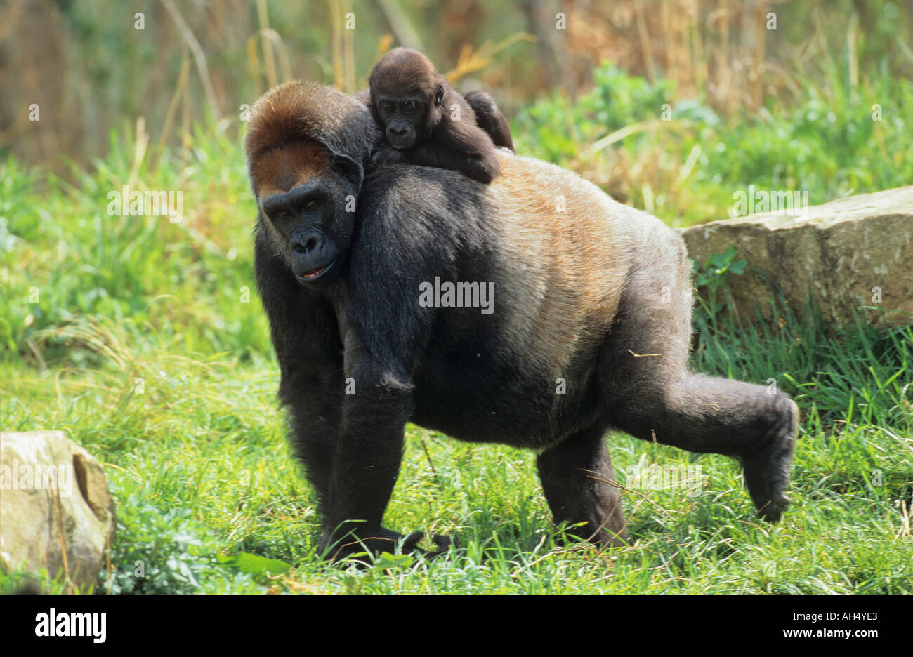 Gorilla with cub on back / Gorilla gorilla Stock Photo - Alamy