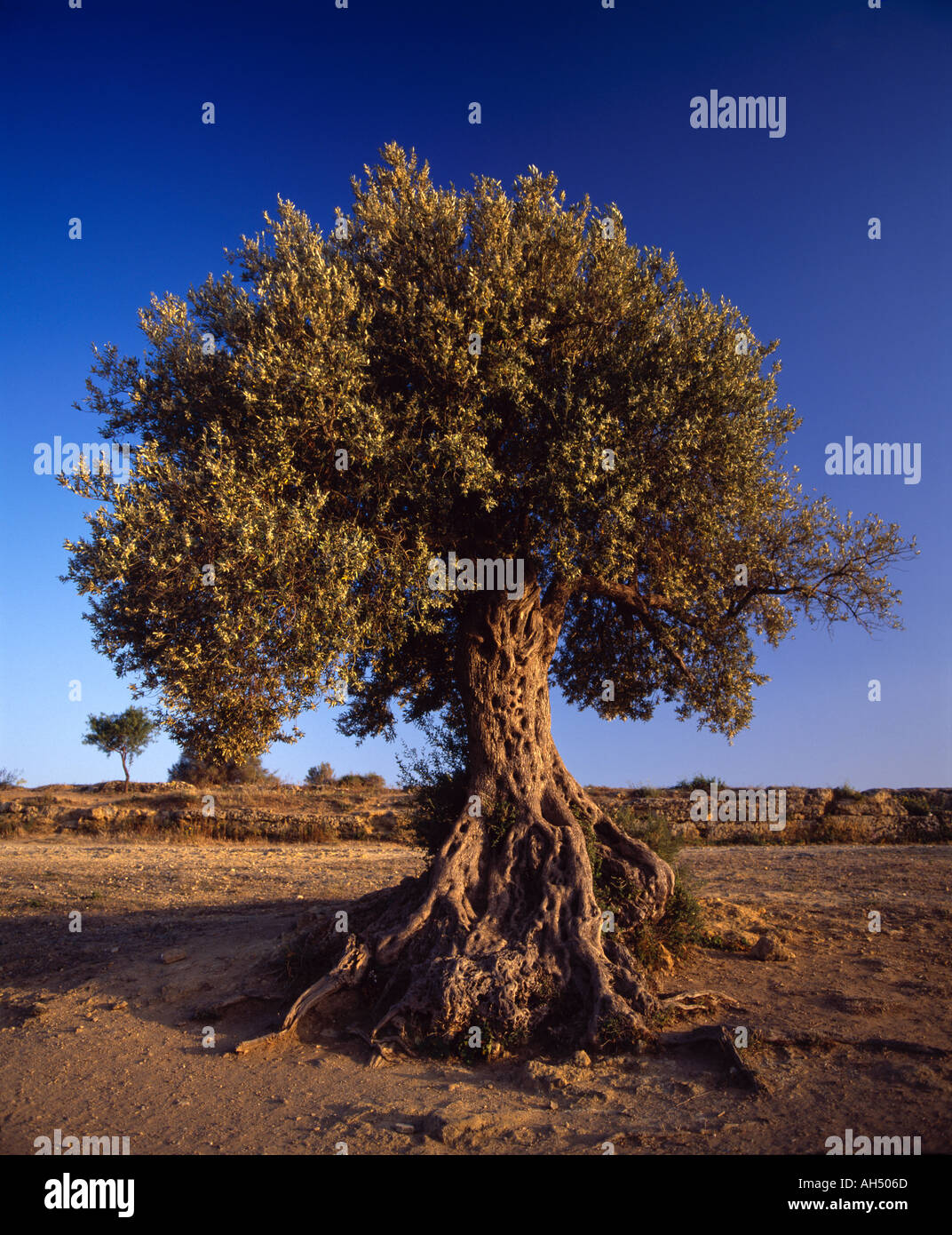 Ancient olive tree in the Valley of Temples Agrigento Sicily Stock ...