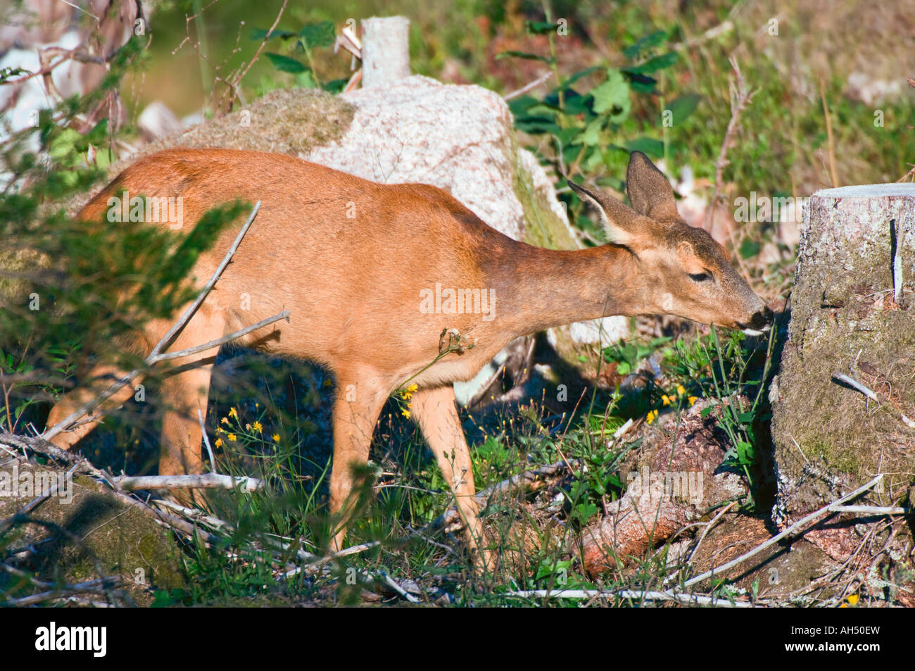 Doe browsing in morning sun (Capreolus capreolus, female), wildlife ...