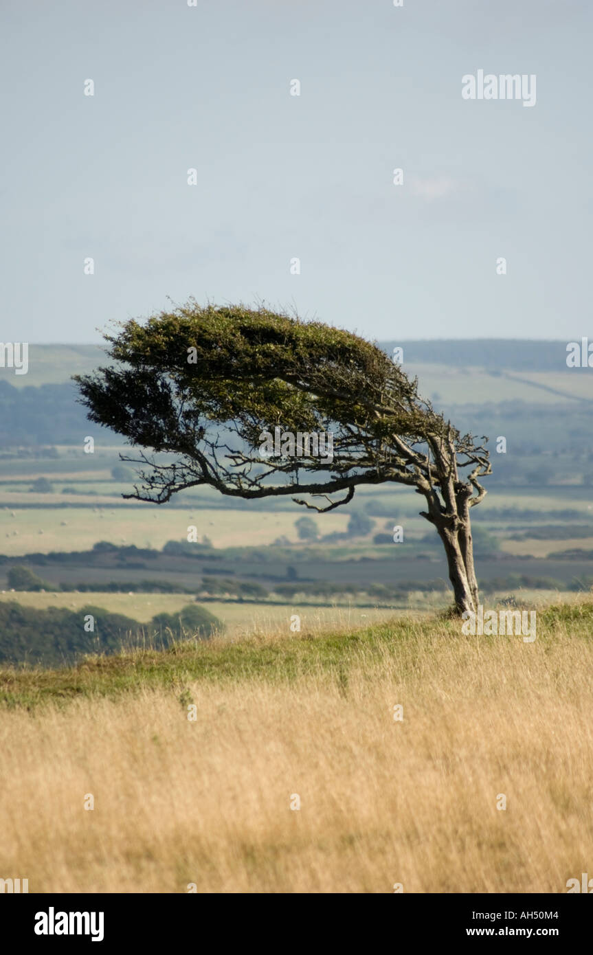Tree bent prevailing wind wind hi-res stock photography and images - Alamy