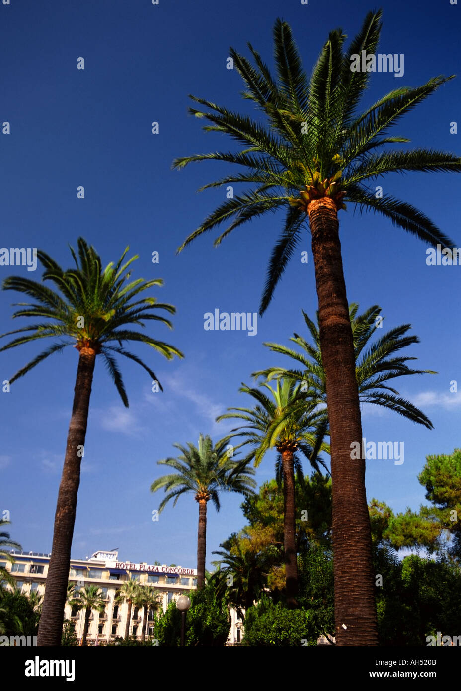 france alpes maritime riviera cote d azur south of france NICE palm ...