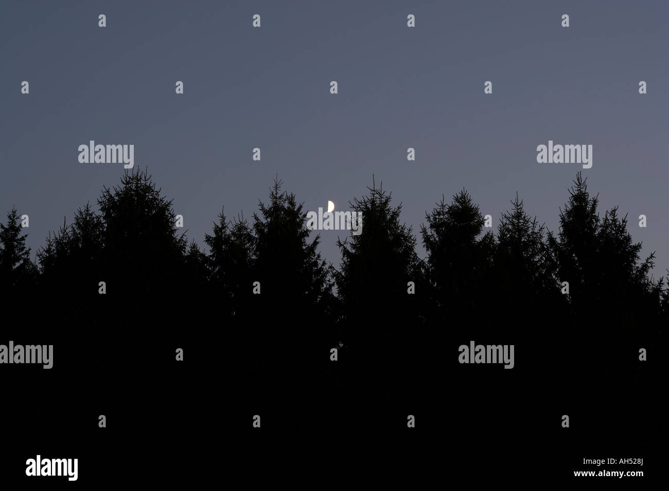 MOON OVER FIR TREES AT NIGHT Stock Photo - Alamy