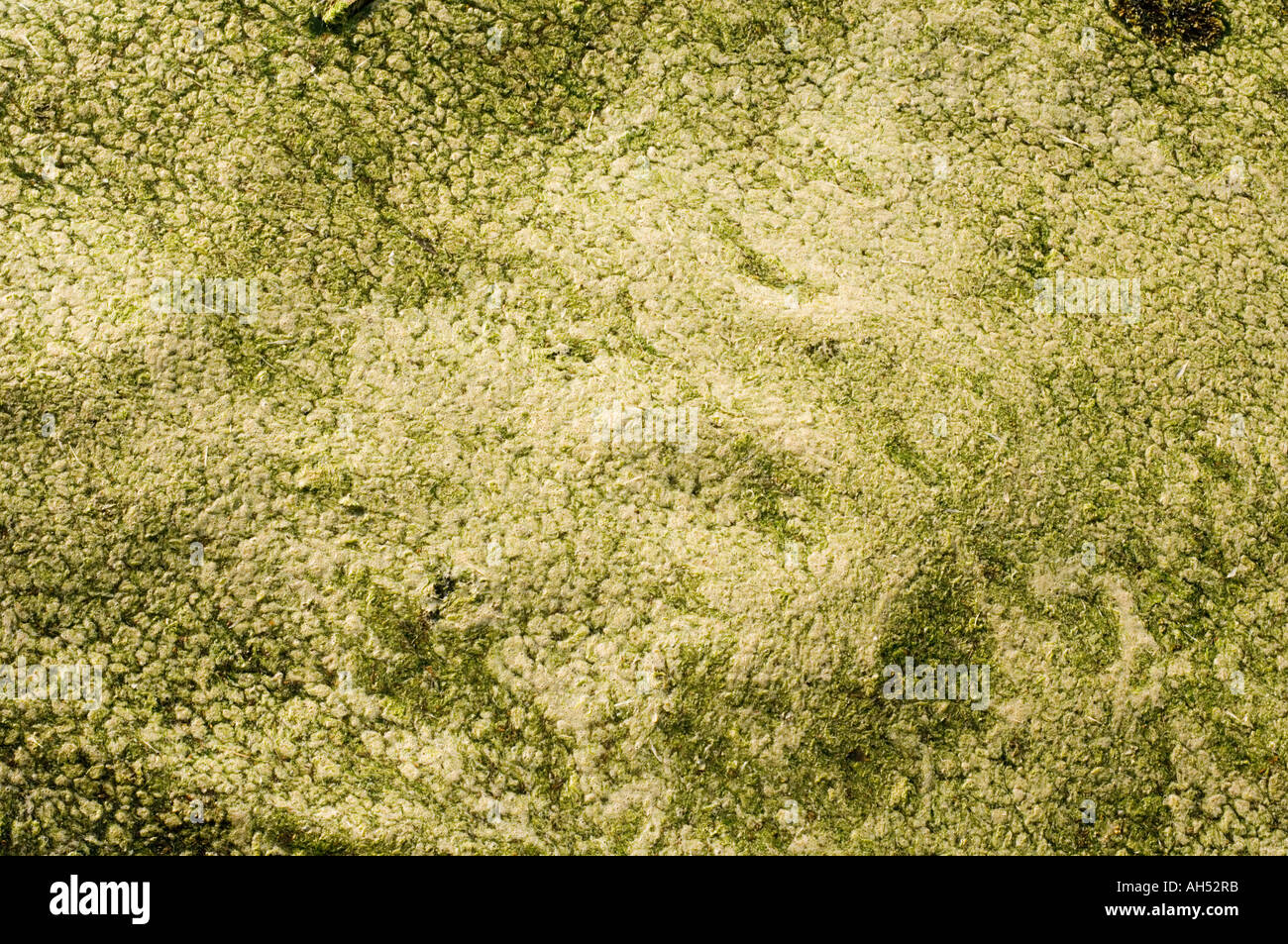 Thick carpet of green algae algal bloom on the sea at Aberystwyth, late ...