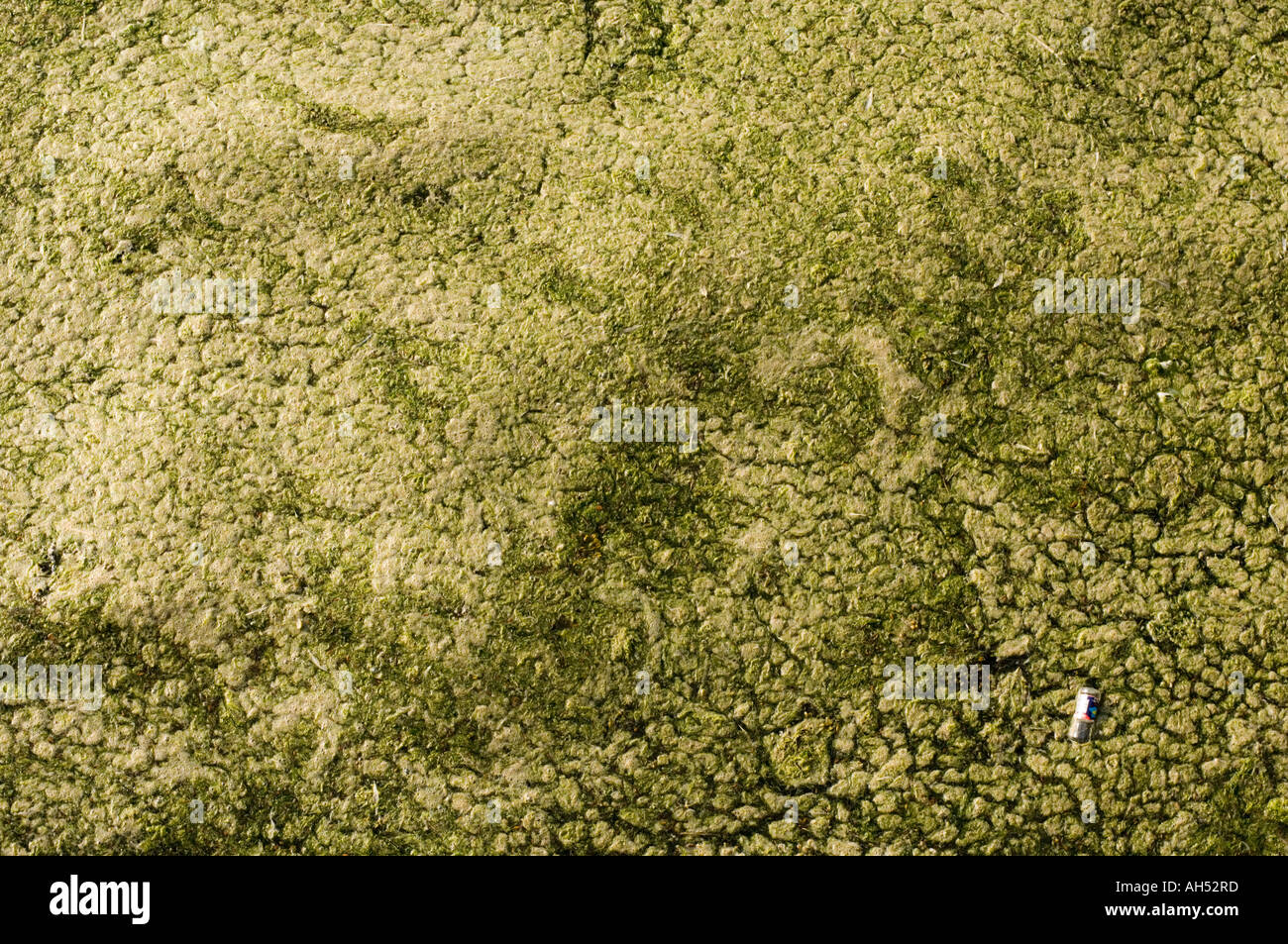 Thick carpet of green algae algal bloom on the sea at Aberystwyth ...