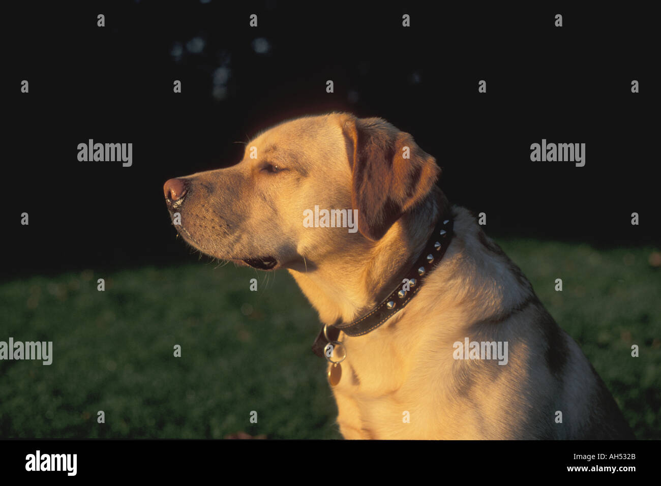 Golden Labrador portrait Stock Photo - Alamy