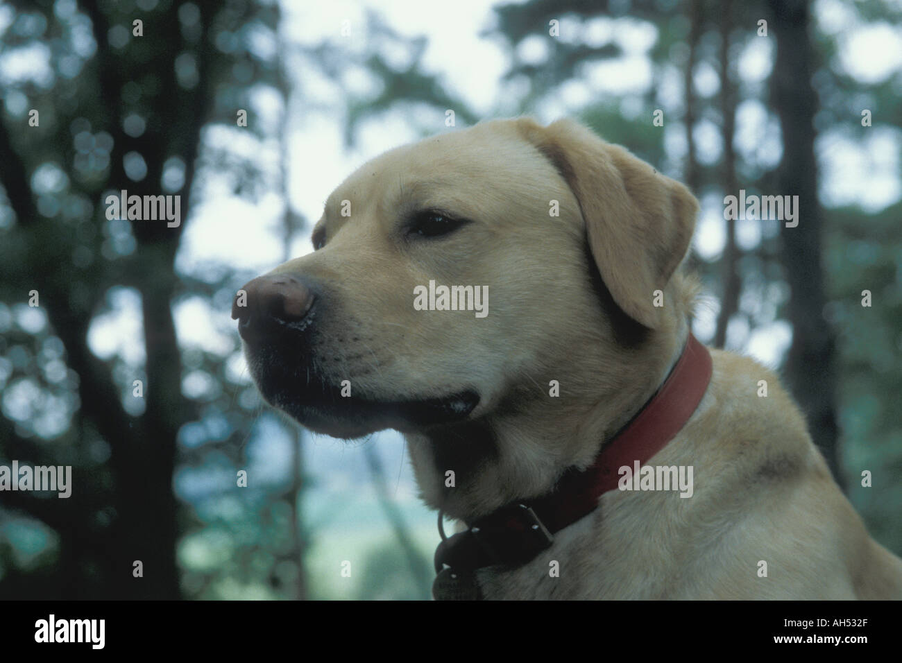 Golden Labrador portrait Stock Photo - Alamy