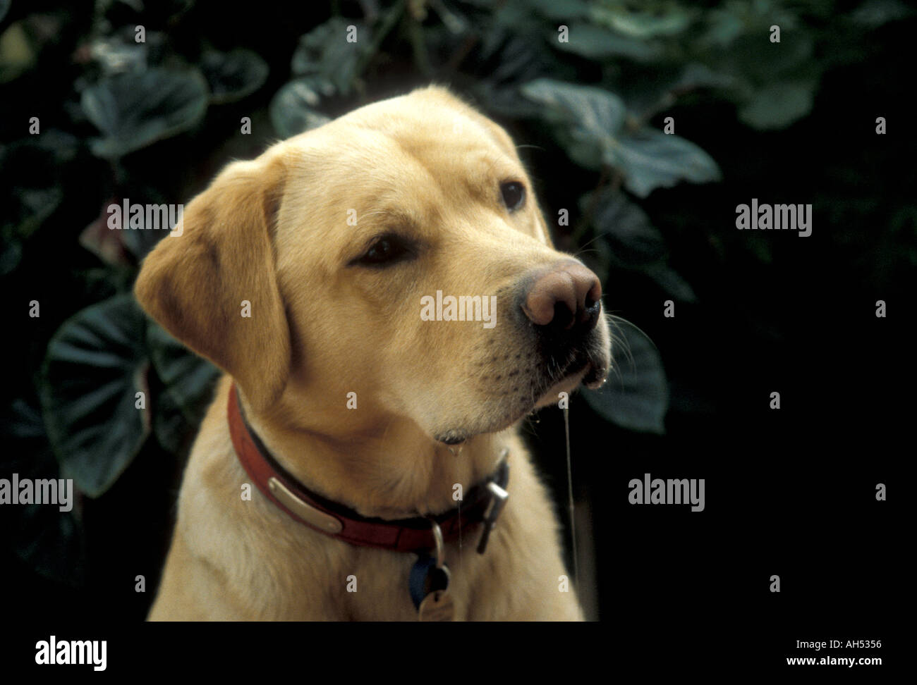 Golden labradors puppy hi-res stock photography and images - Alamy
