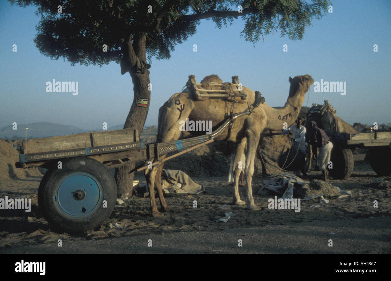 Camel cart at the Camel fair Pushkar India Stock Photo - Alamy
