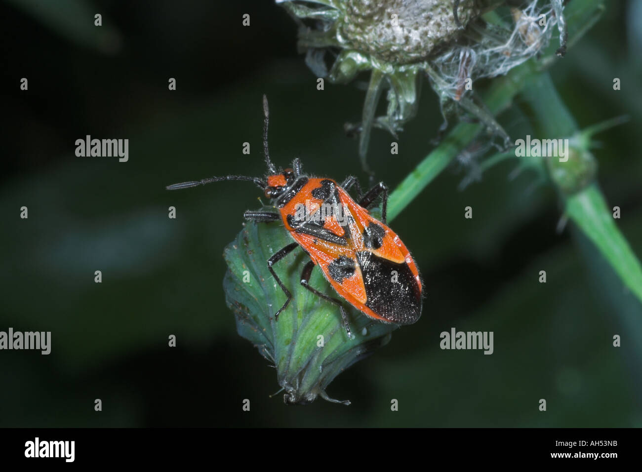 Bug order Hemiptera. England Stock Photo - Alamy