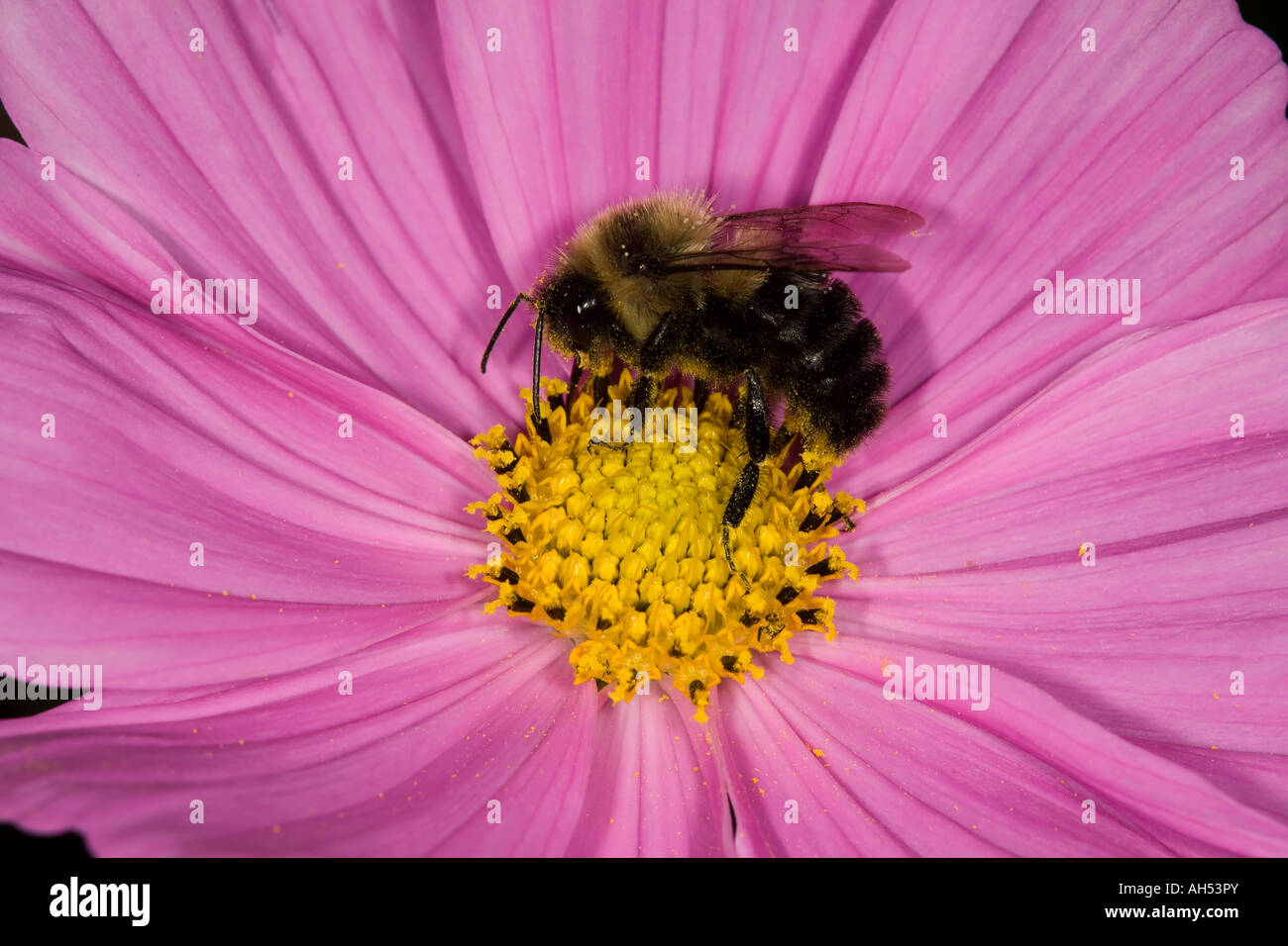Bumble Bee on Cosmos Stock Photo - Alamy