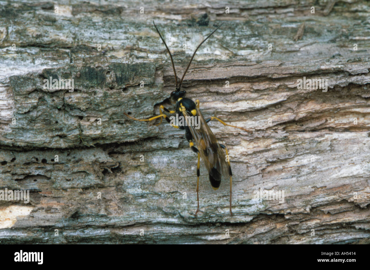 Ophion Luteus High Resolution Stock Photography and Images - Alamy