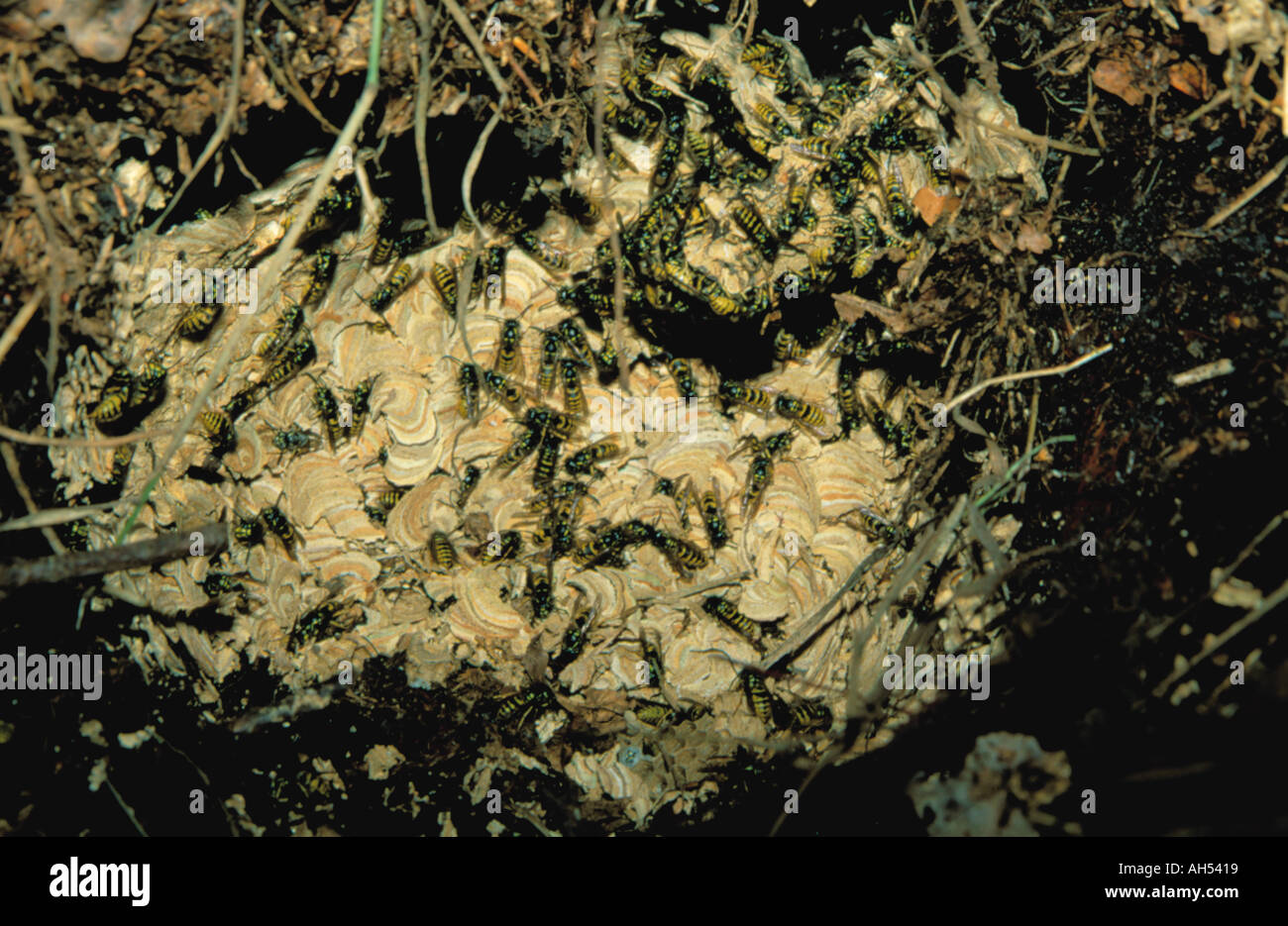 Common wasp (Vespula vulgaris) nest Stock Photo - Alamy