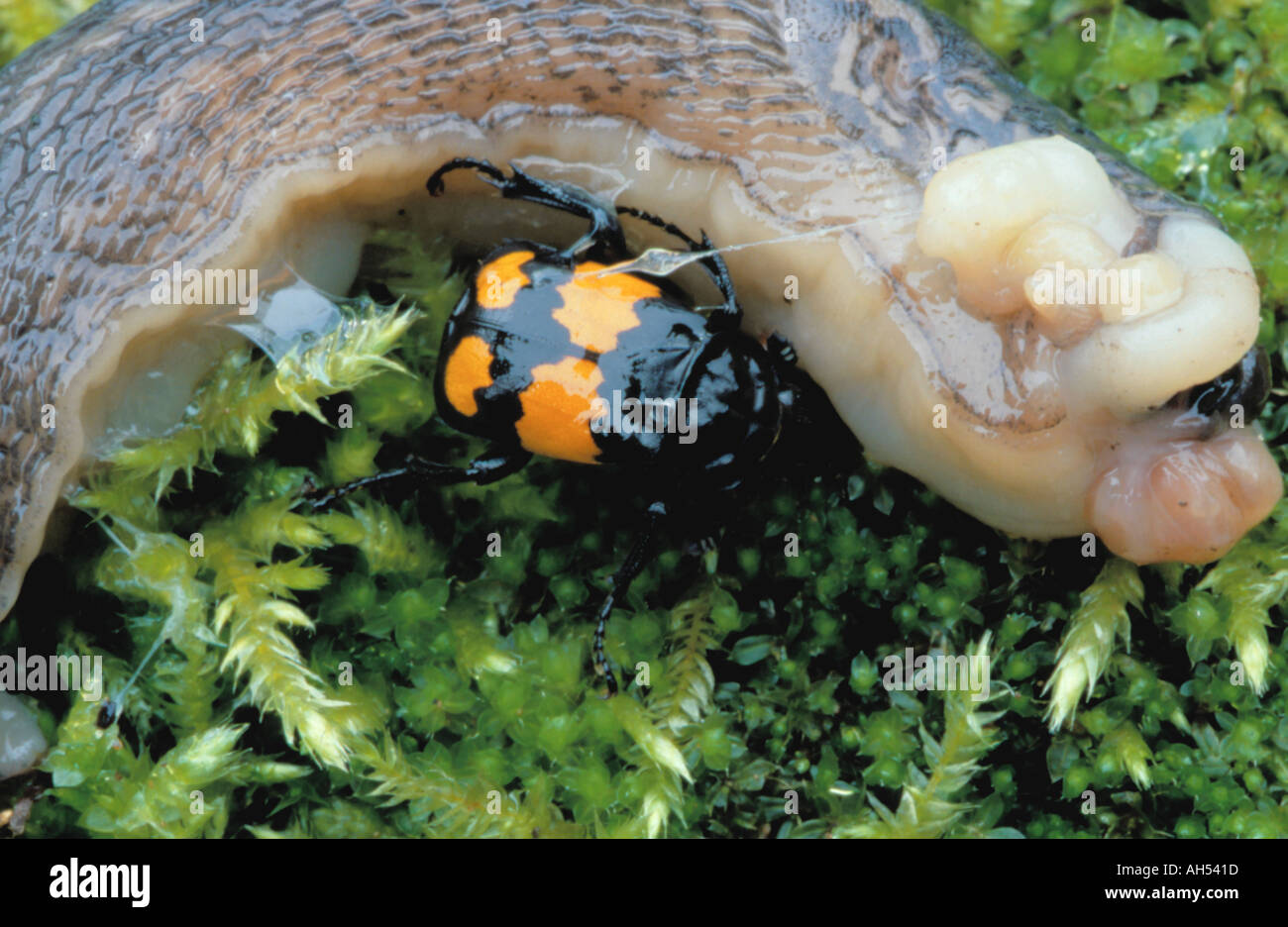 Sexton ( Nicrophorus vespilloides ) beetle burying a slug Stock Photo ...