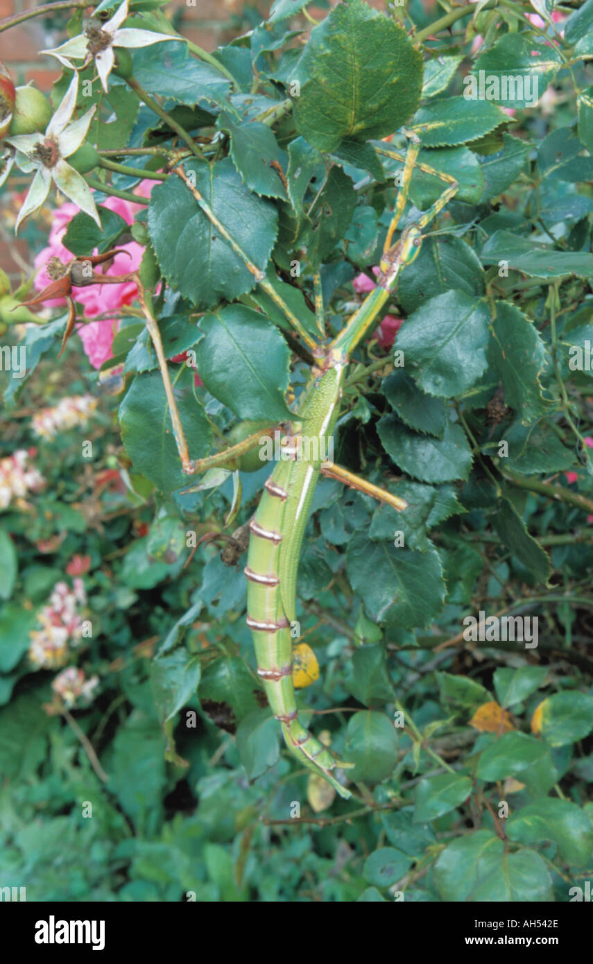Giant stick insect Stock Photo - Alamy