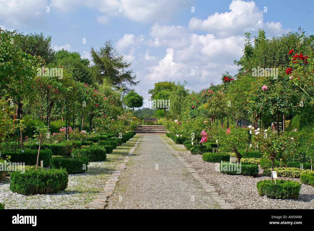 Rosarium Wilhelmshaven Roses Stock Photo - Alamy