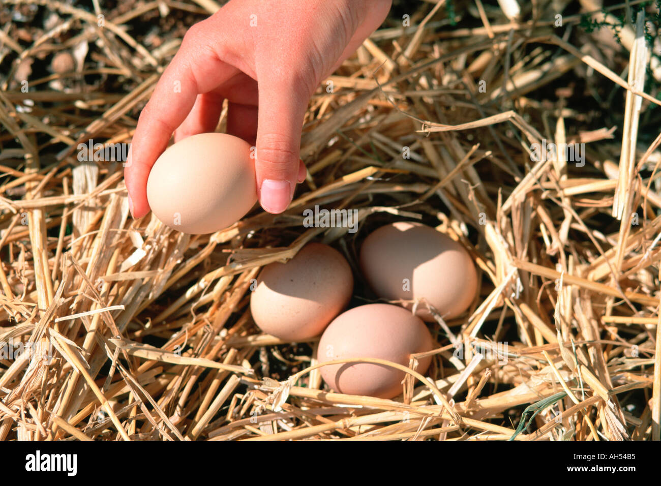 Child picking up an egg hi-res stock photography and images - Alamy
