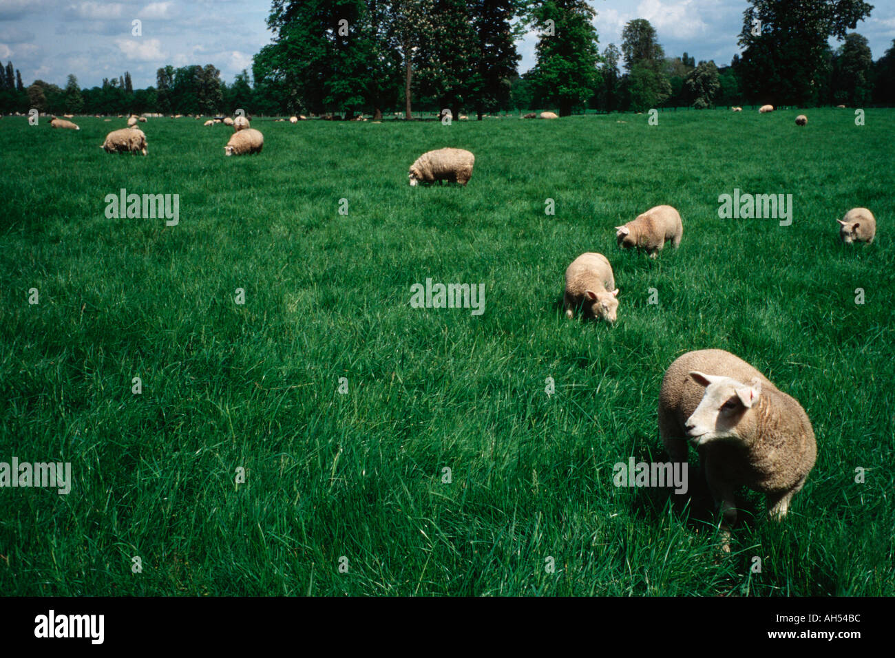 Lots of sheeps hi-res stock photography and images - Alamy