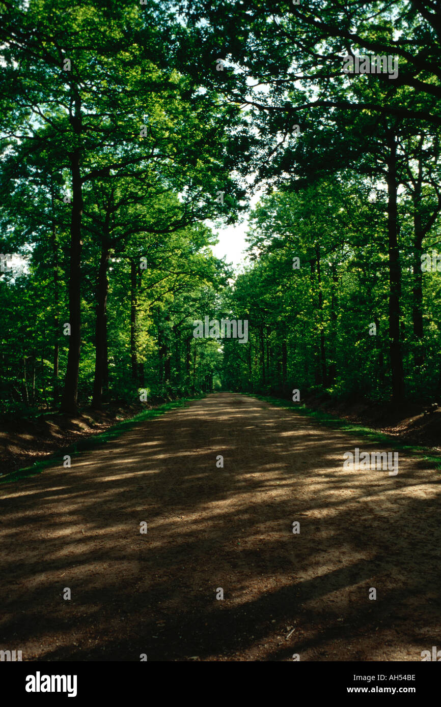 Forest nature bridleway path track hi-res stock photography and images ...
