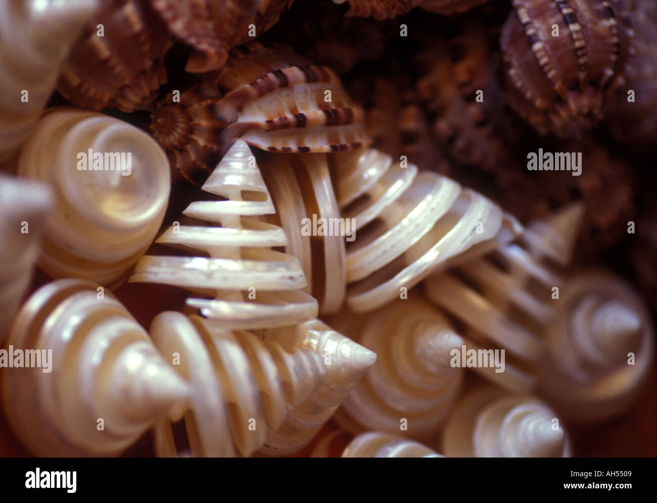 Trocus hi-res stock photography and images - Alamy