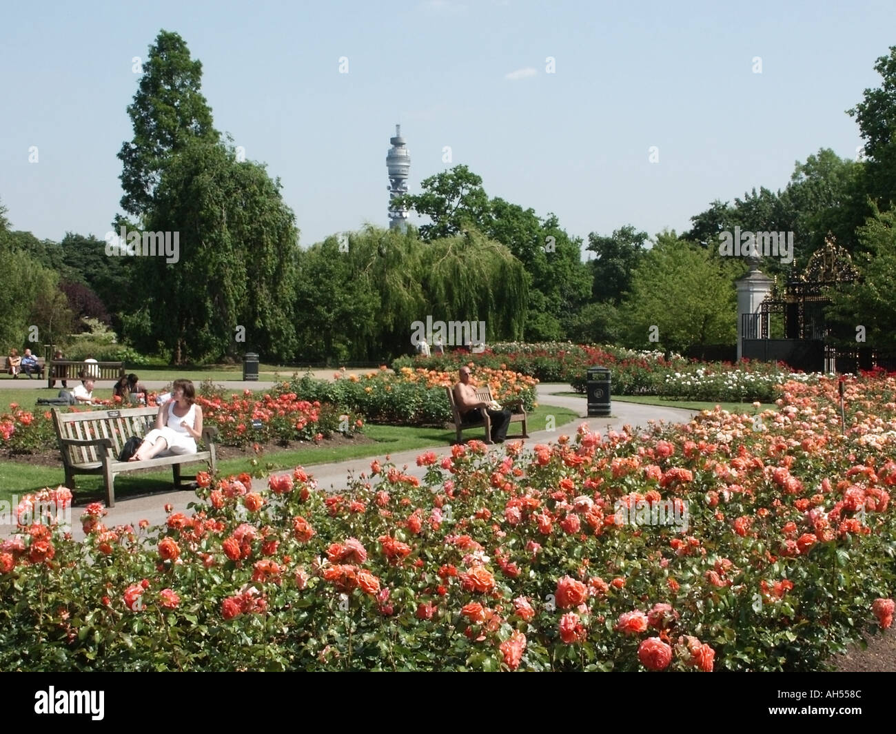Regents Park London Rose Gardens in full summer flower a peaceful ...